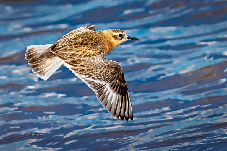 Our Rūnanga – Te Rūnanga o Ngāti Whakaue ki Maketū